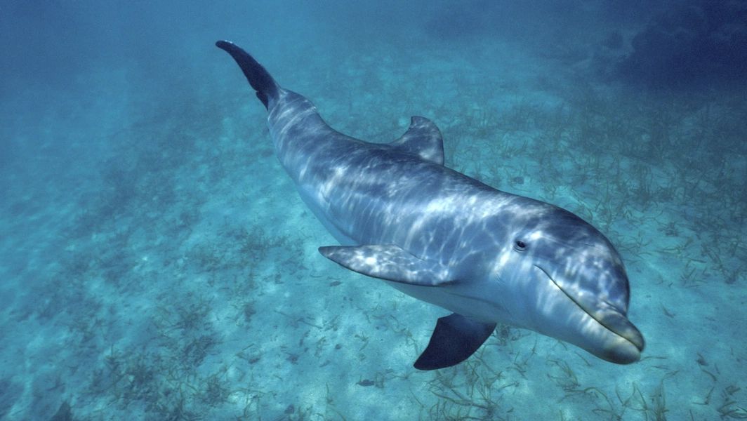 Exploring dolphin intelligence and social complexity