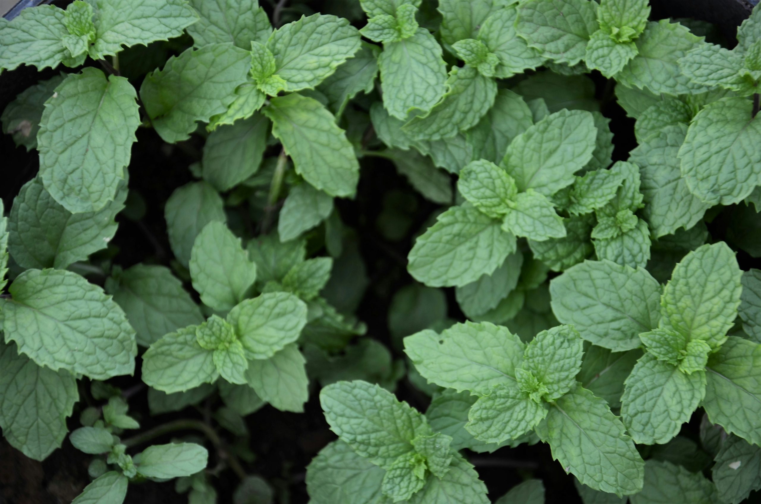 15 herbs to grow for remedies and pollinators