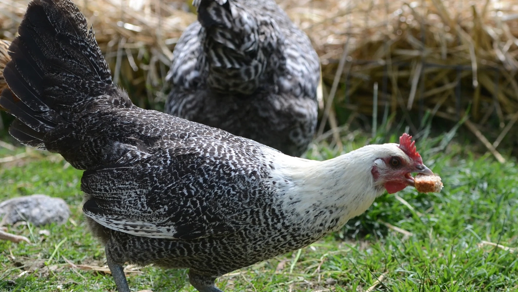 14 foods that are dangerous for chickens