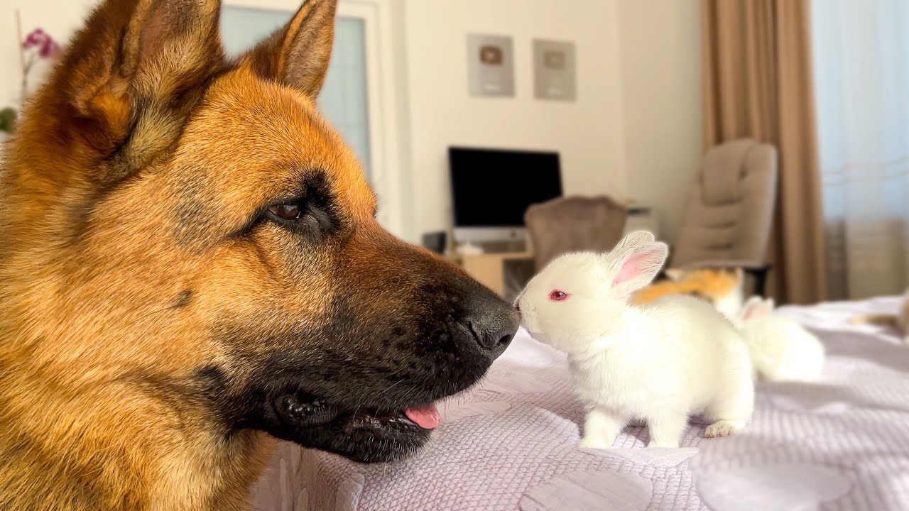 Duitse herder ontmoet voor het eerst kleine konijntjes