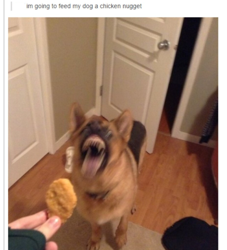 27 chunky animals one snack away from true happiness