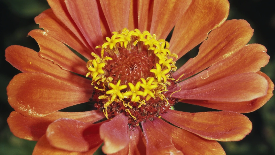 13 vibrant orange flowers for every garden