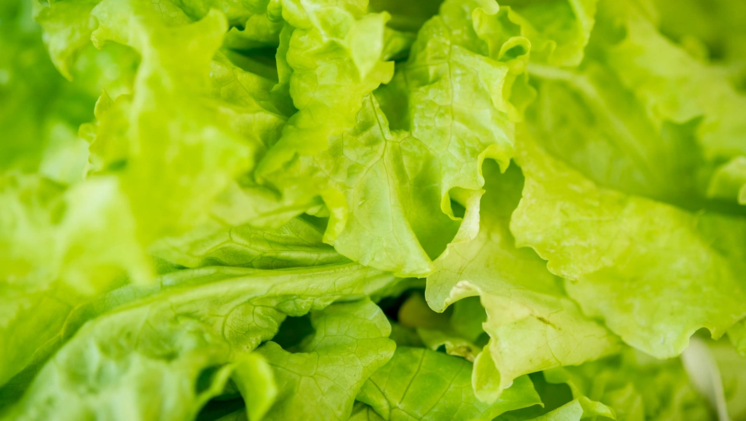 Keeping lettuce fresh longer