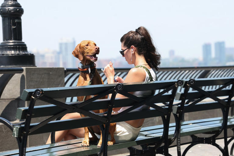 That’s ruff! How NYC ranks on nation-wide pet friendly scale: new survey