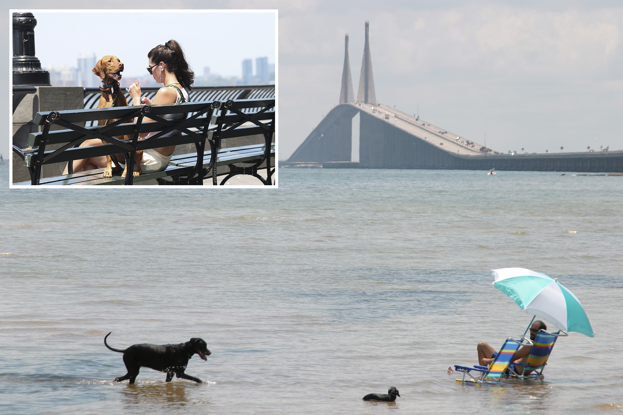 That’s ruff! How NYC ranks on nation-wide pet friendly scale: new survey