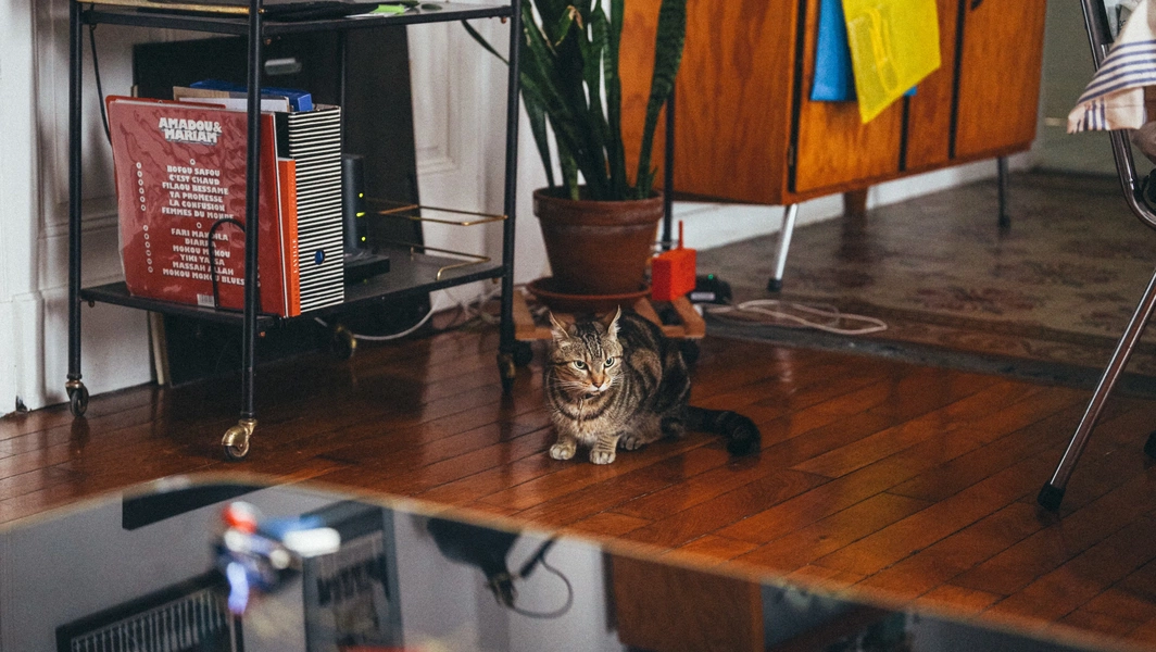 20 common triggers of stress in cats