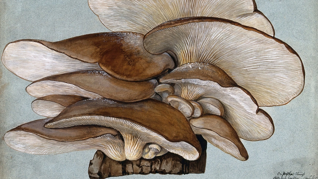 13 mushrooms commonly found growing on trees