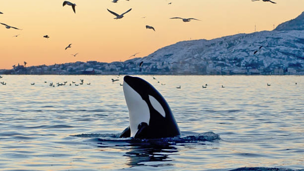 What your adventurous spirit reveals about the wild animal you most ...