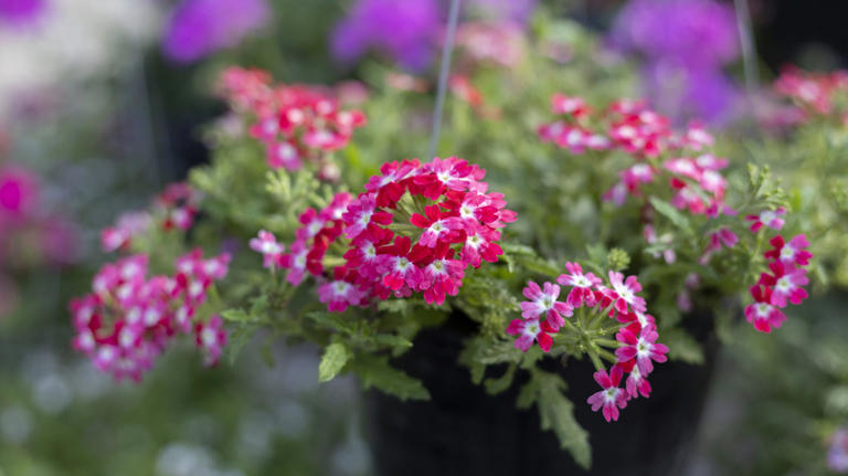Attract Hummingbirds All Summer & Fall Long With A Hanging Flower You ...