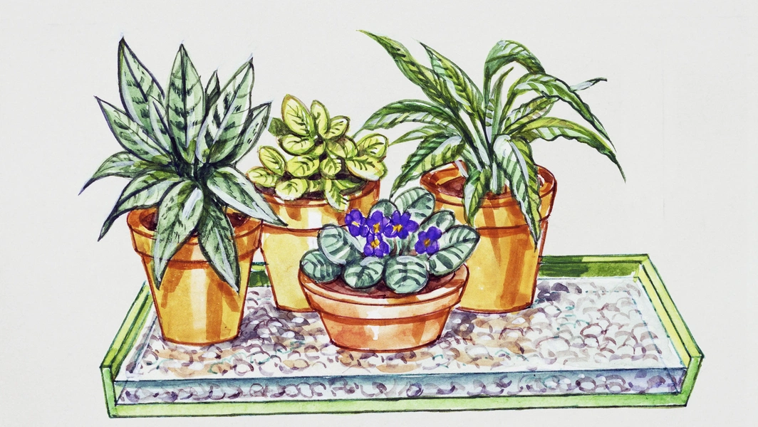 Water quality and care tips for healthy houseplants