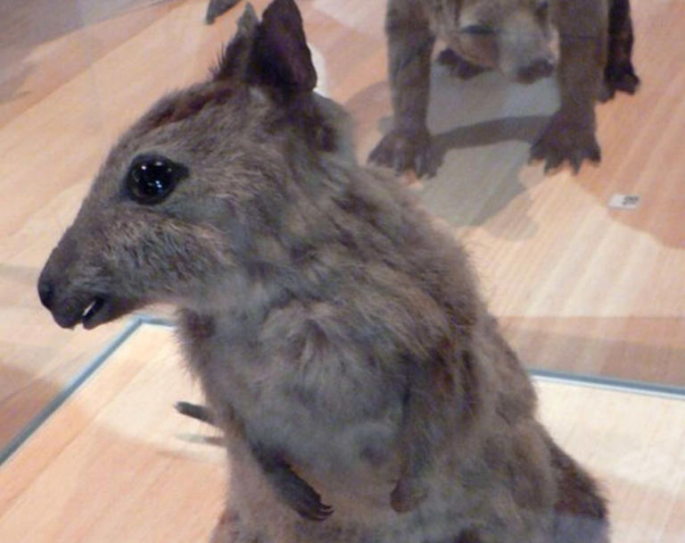 How a colonial ban on Aboriginal fire erased a marsupial acrobat