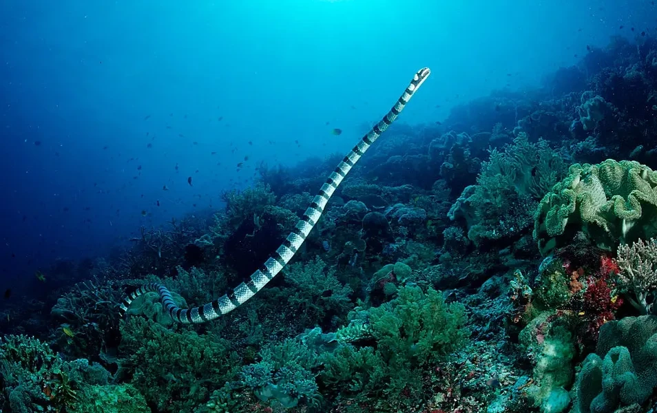 Sea snakes rewriting the rules of survival