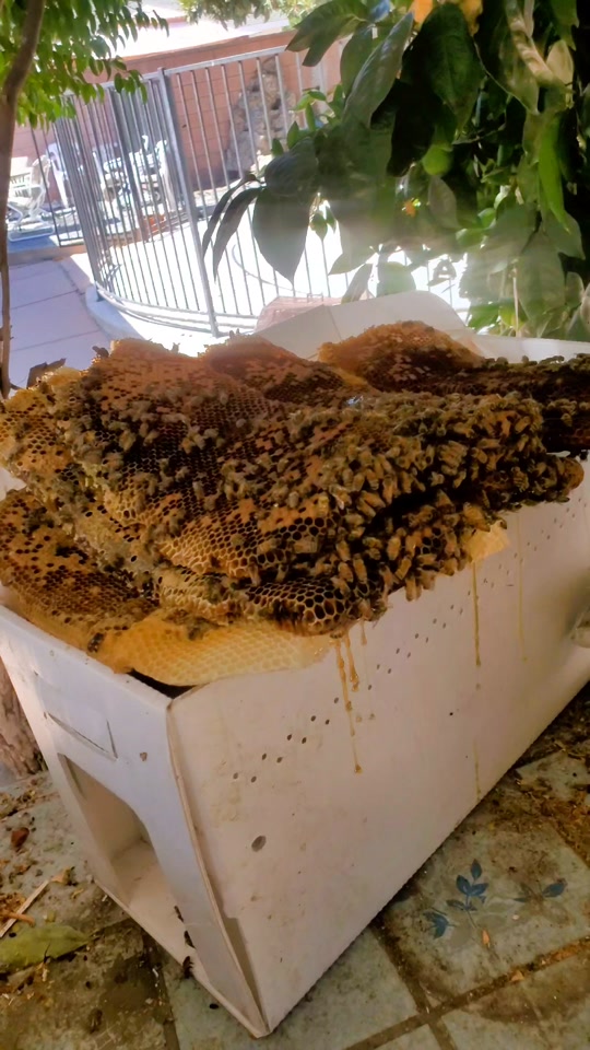 Rescuing a patio ceiling beehive into a new home