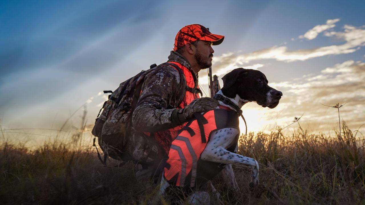 8 hunting dog breeds that upland bird hunters say the industry ...