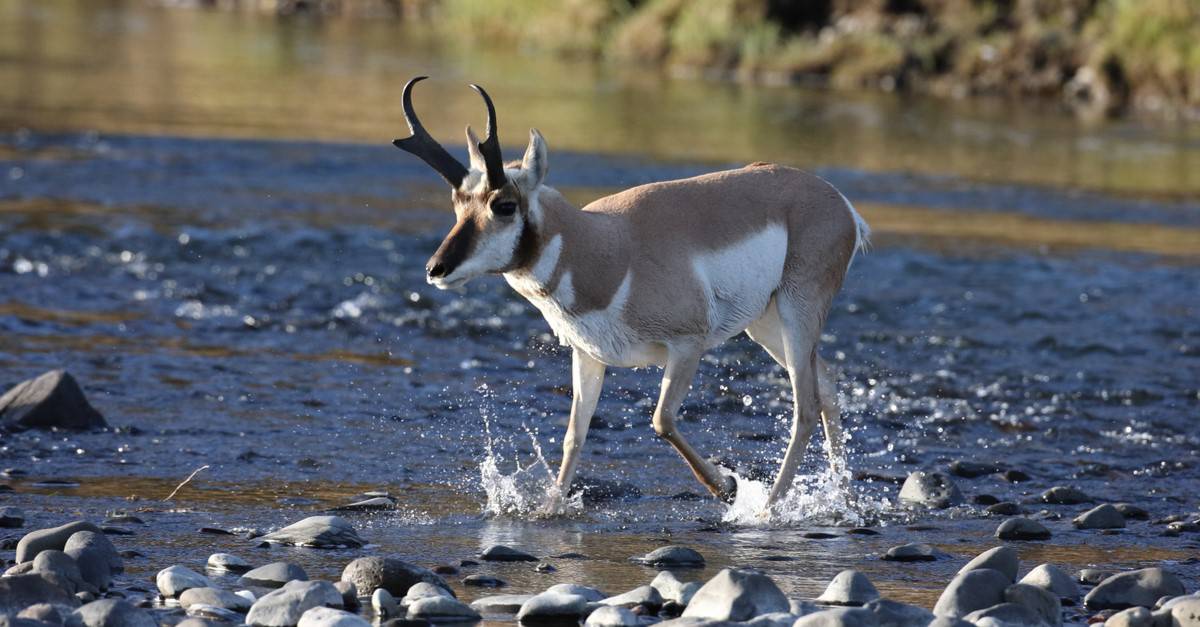 A 25-year battle to protect Wyoming’s pronghorn path nears its end