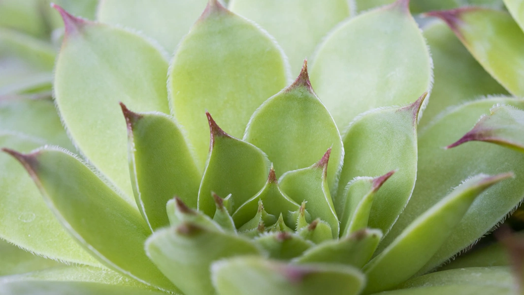 10 deer-resistant perennials for vibrant gardens