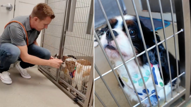 33 Cavaliers were found in a U-Haul with no air. One dog’s condition ...