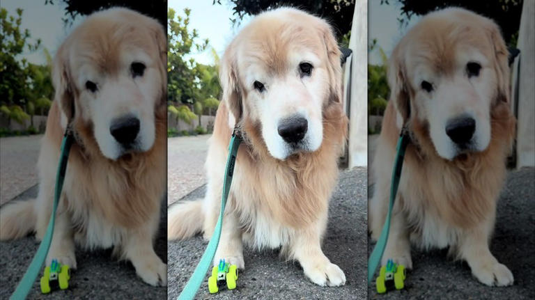 Golden retriever's sad face after being told 'no' is impossible to resist