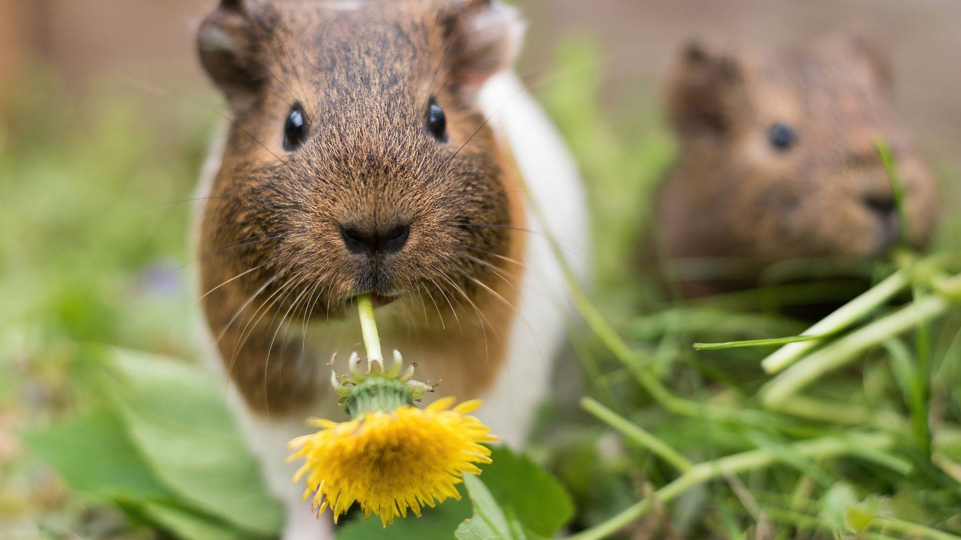 Fascinating facts about guinea pigs