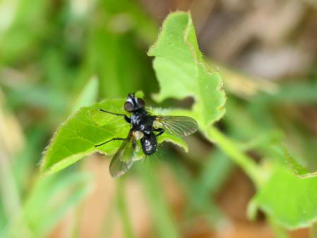 La parásita mosca Gastrolepta