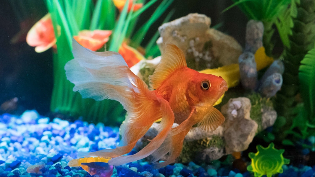 9 common pet fishkeeping mistakes