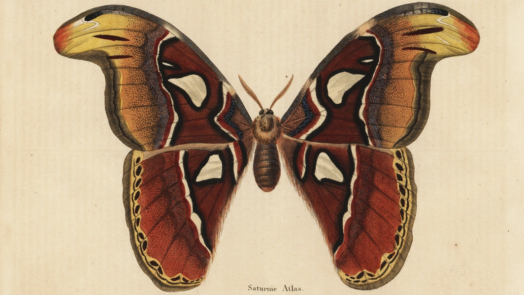 Fascinating facts about the atlas moth