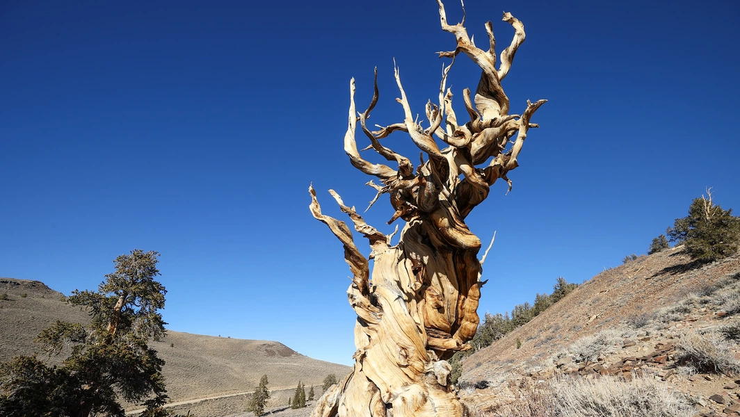 Ancient trees of remarkable age and resilience