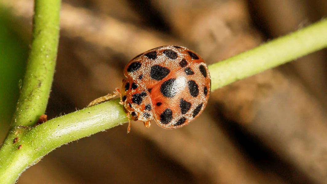 Small predators and their outsized ecological roles