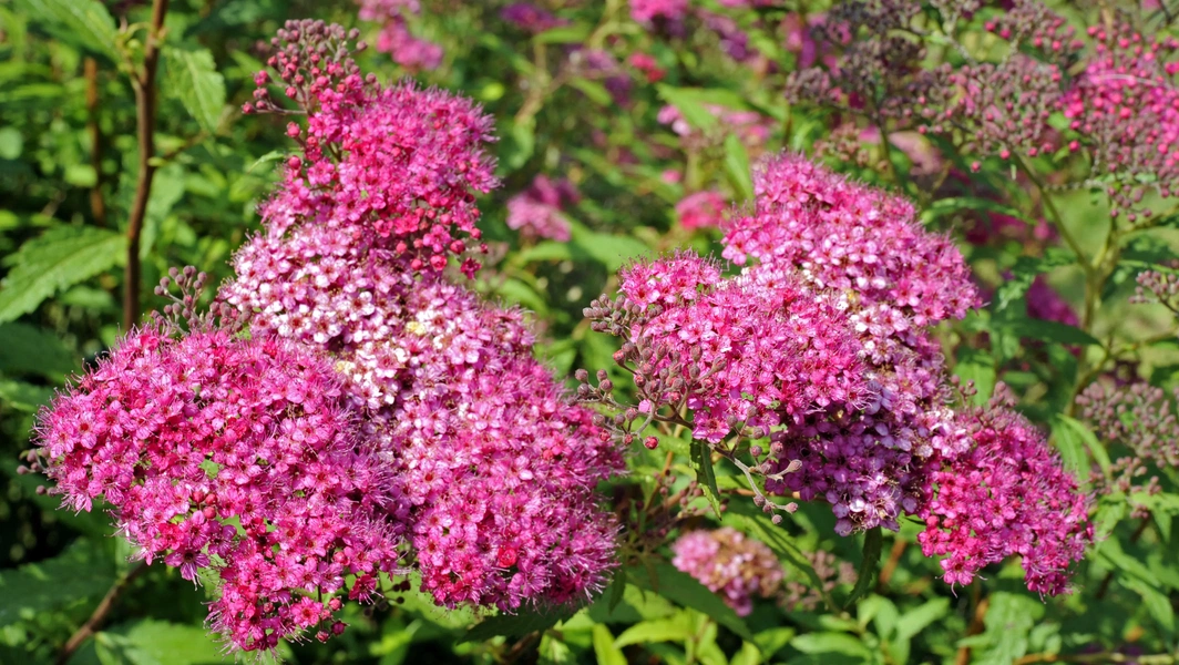 11 sun-loving shrubs for vibrant gardens