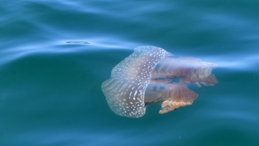 6 fascinating facts about jellyfish
