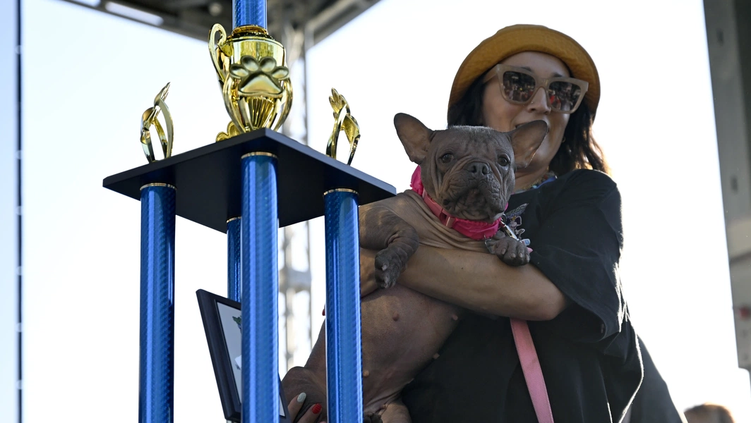 9 uniquely adorable dogs and their contest wins