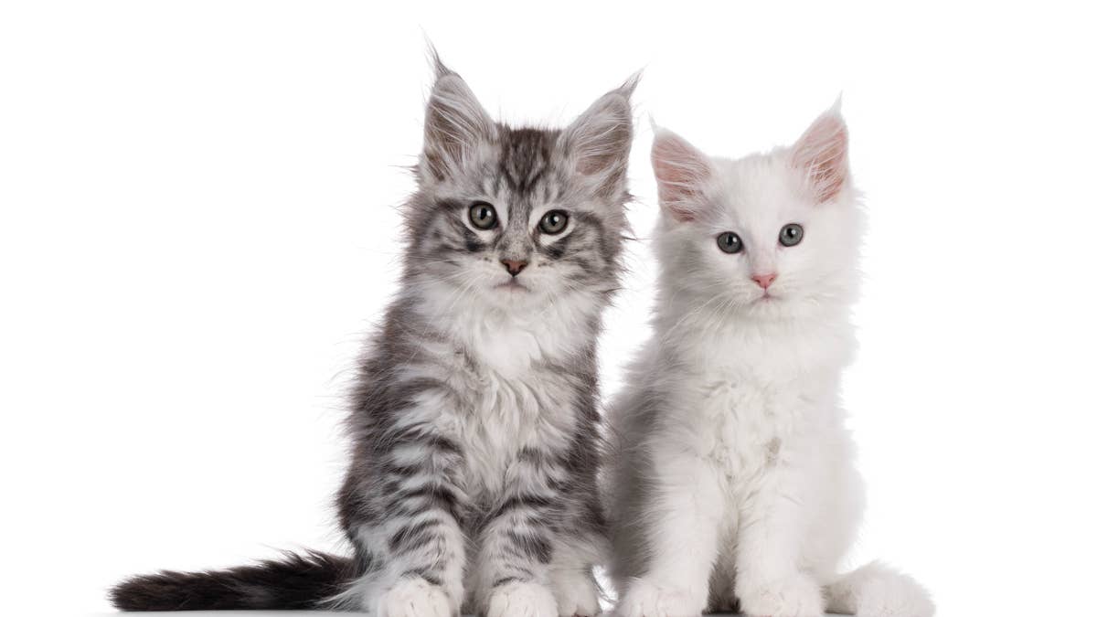Maine coon kitten shows new sibling who's boss in adorable viral moment