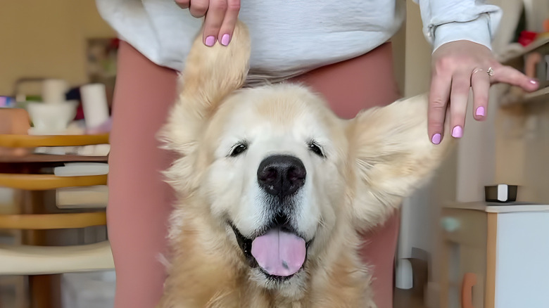 Golden retriever's sad face after being told 'no' is impossible to resist