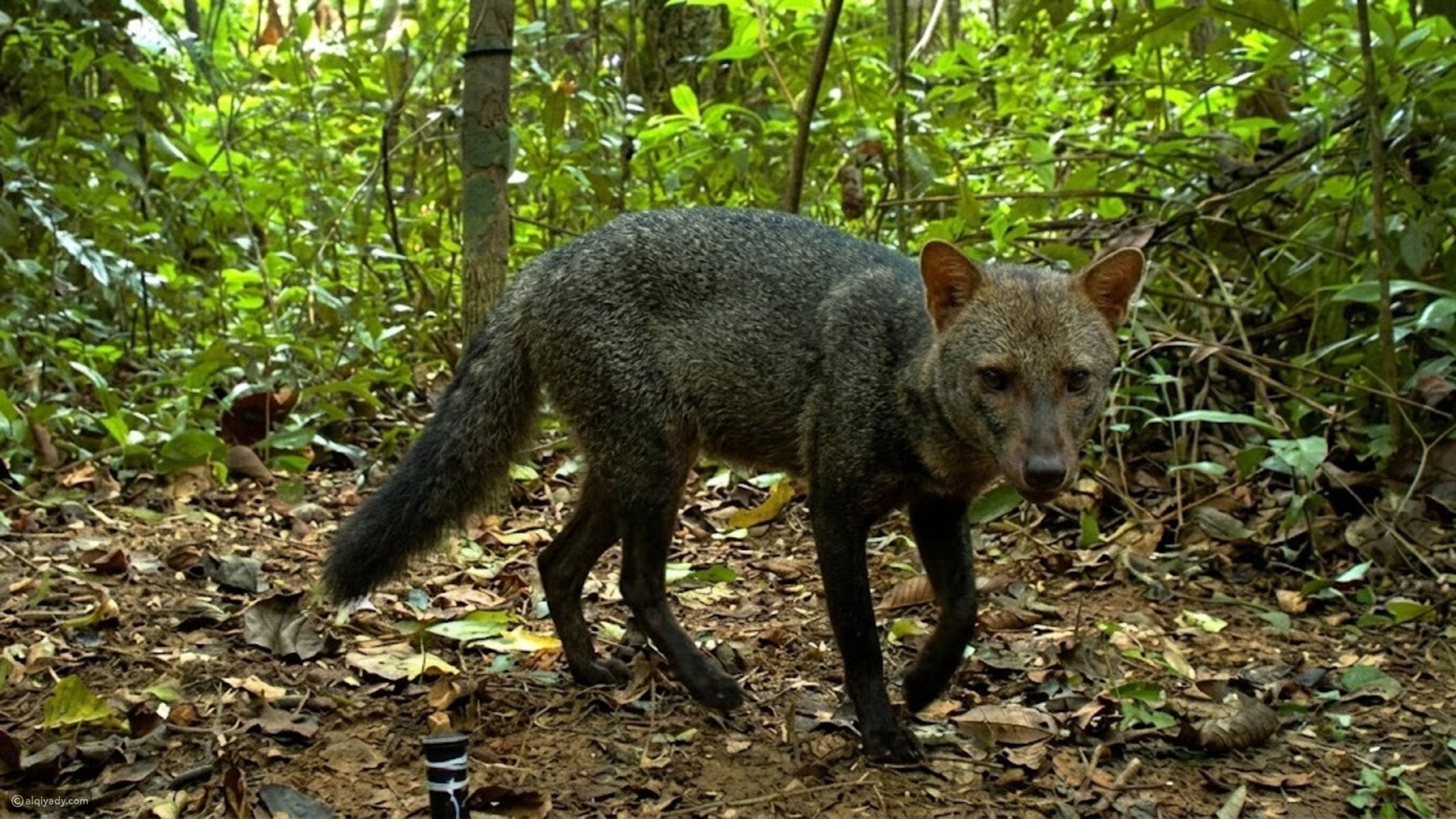 Mysterious 'ghost dog' spotted deep in the Amazon in extremely rare ...