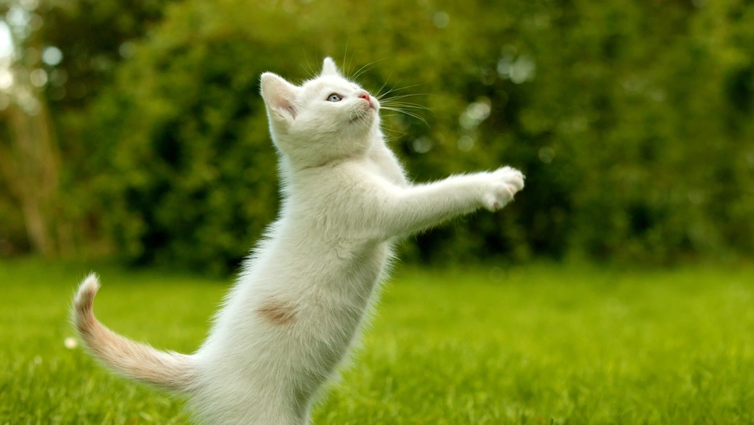 Understanding kitten play and development