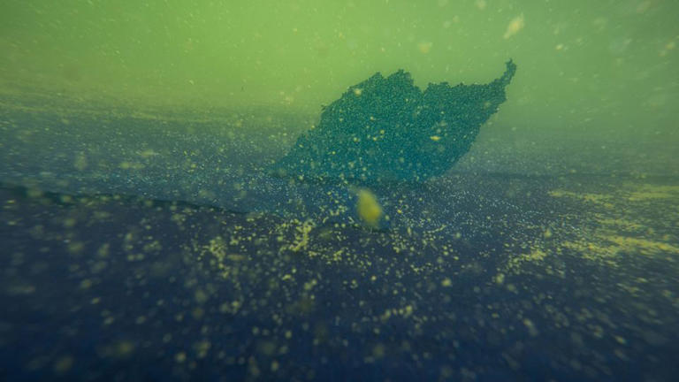 Algae, peeling blue material, conspiracy theories: Reflecting Pool ...