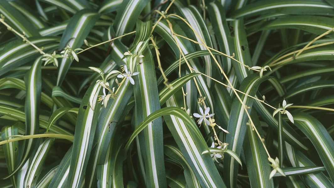 8 plants you can grow from cuttings