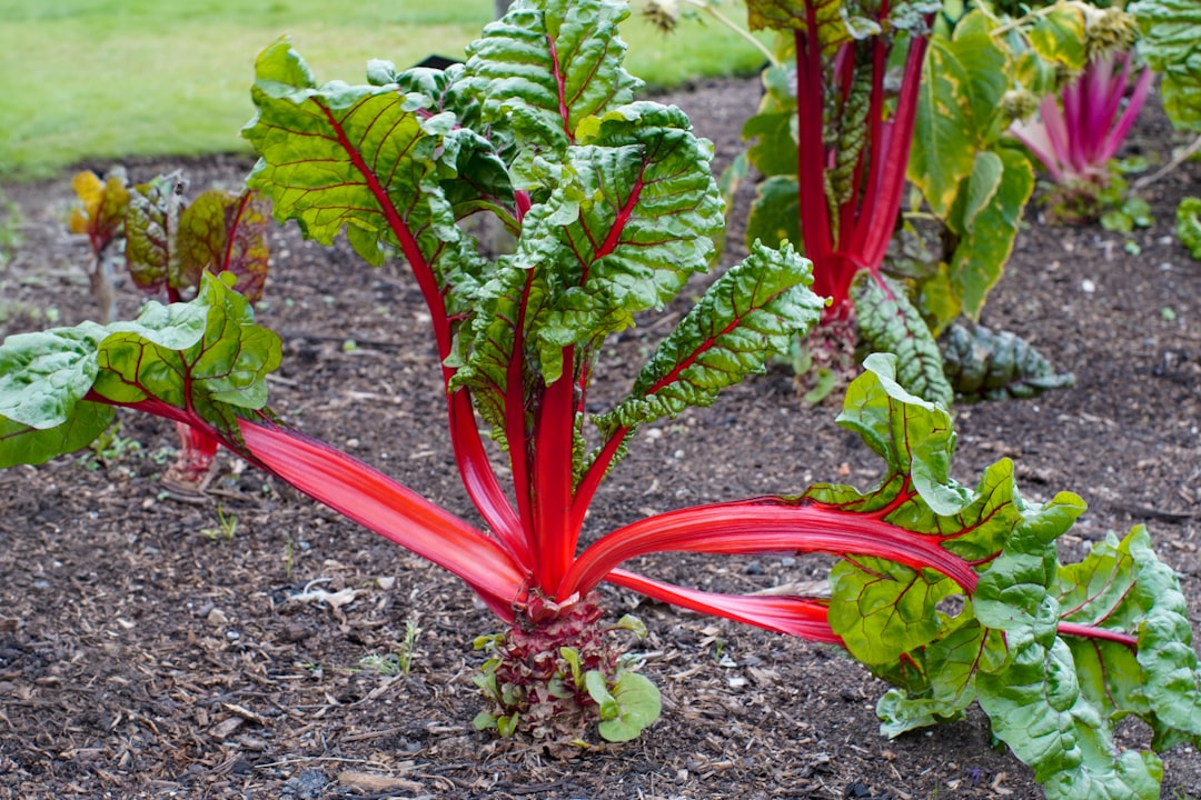 The basics of planting and growing Swiss chard