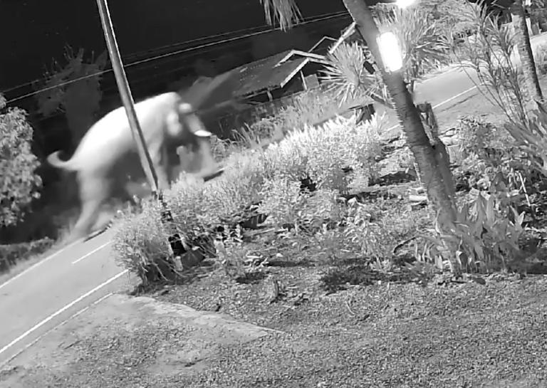 CCTV captures terrified dogs running away from wild elephants raiding ...