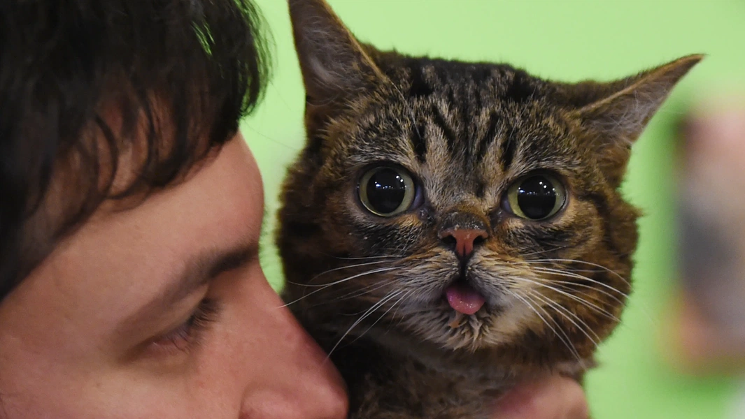 12 memorable and quirky cat moments