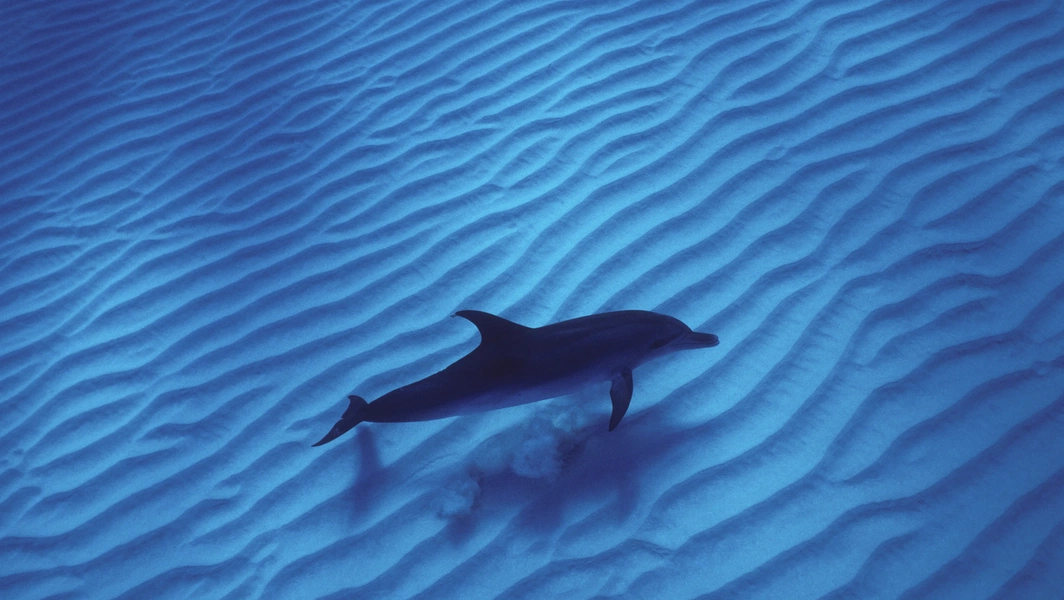 13 animals with fascinating sleep adaptations