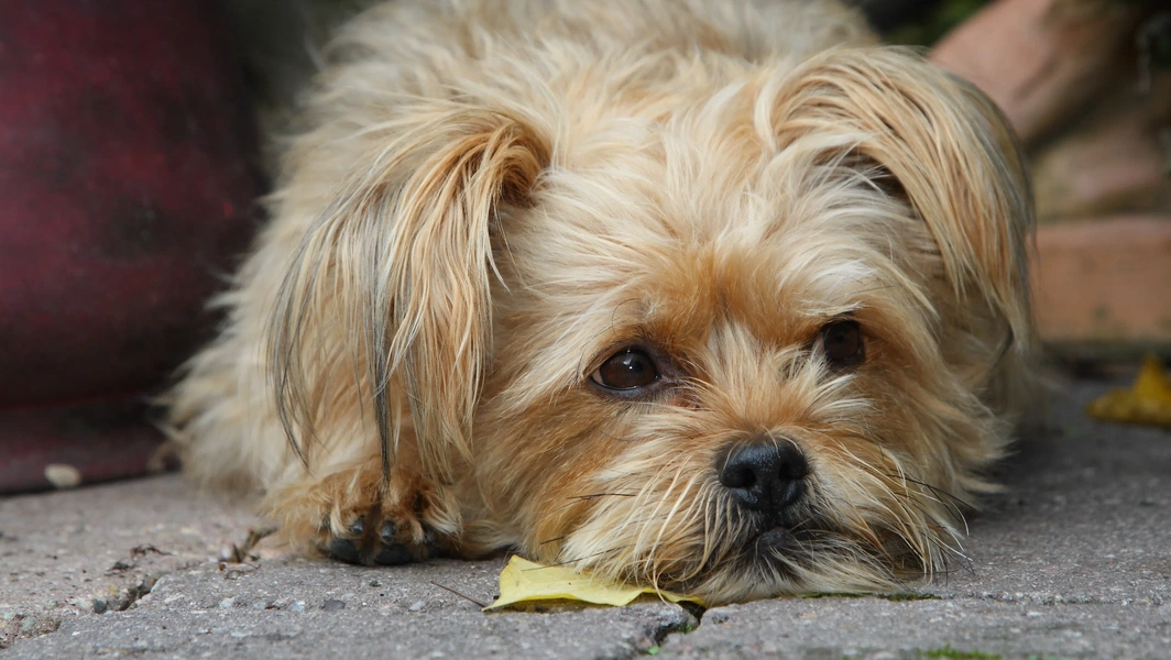 10 warning signs your dog may be in distress