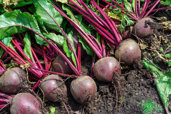 UK gardeners planting beetroot urged to avoid 1 spot in garden