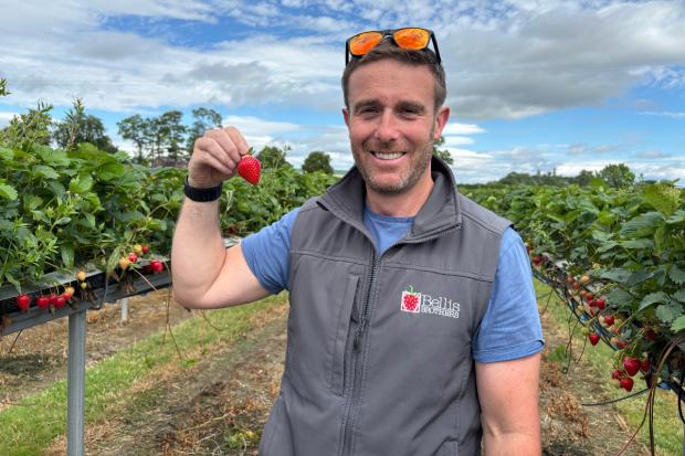 Bellis Brothers strawberries thriving as pick-your-own season gets underway