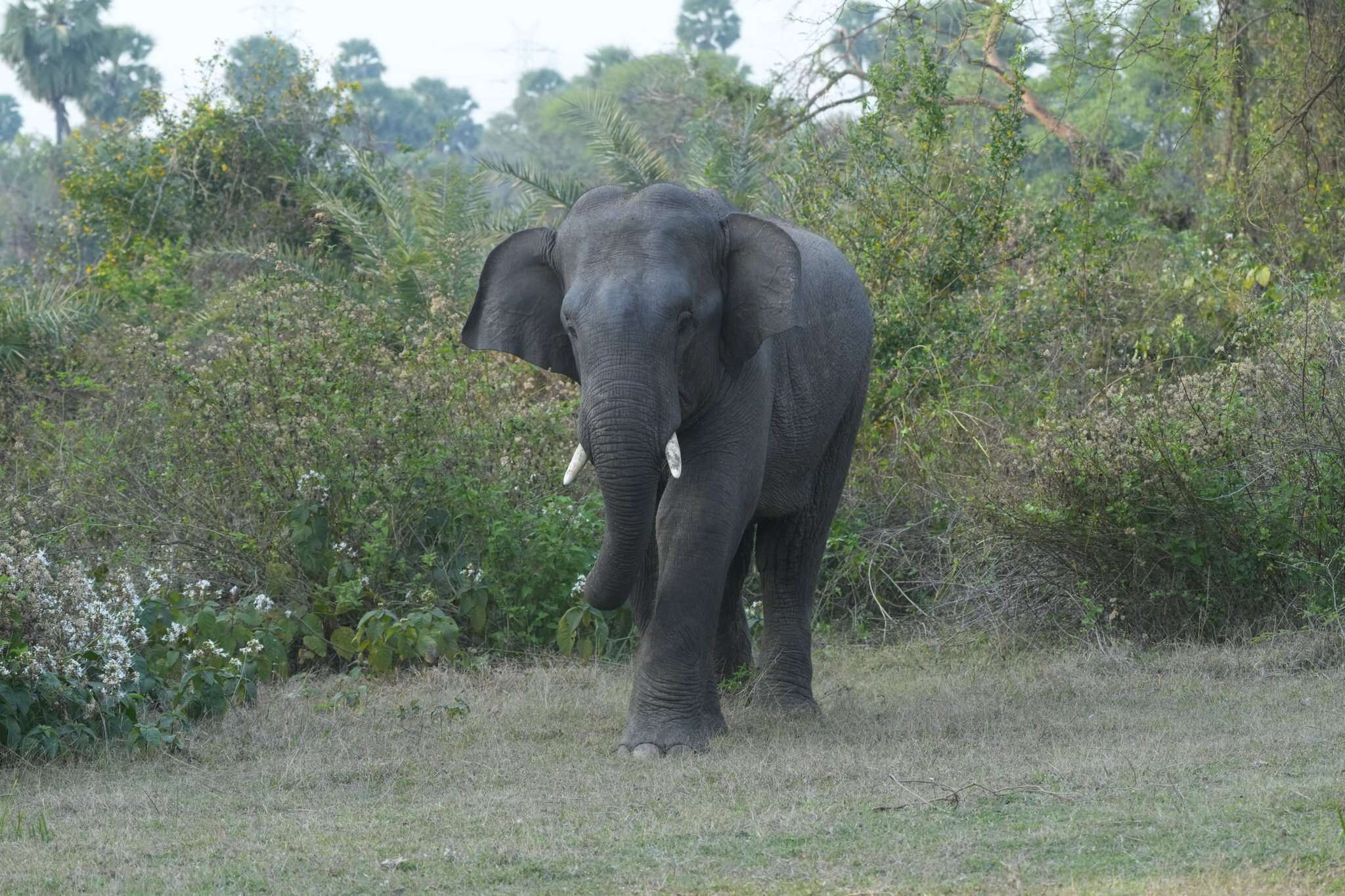 Elephant tramples cow to death in Jhargram