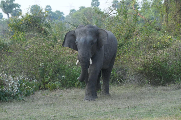 Elephant tramples cow to death in Jhargram