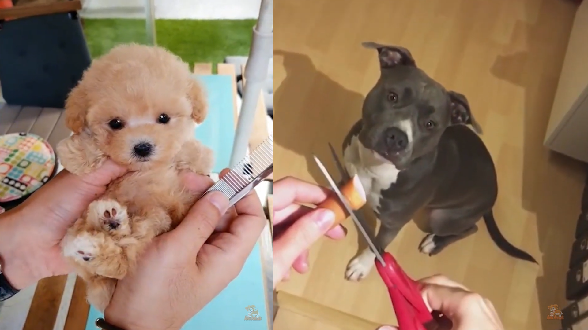 Grooming time meets suspenseful puppy drama
