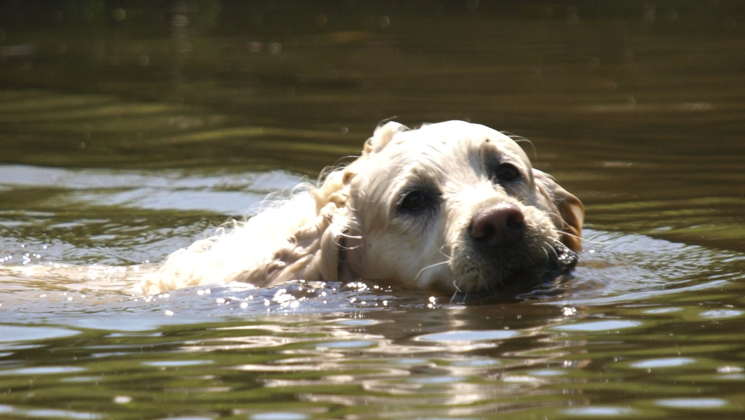 9 dog breeds that excel in the water