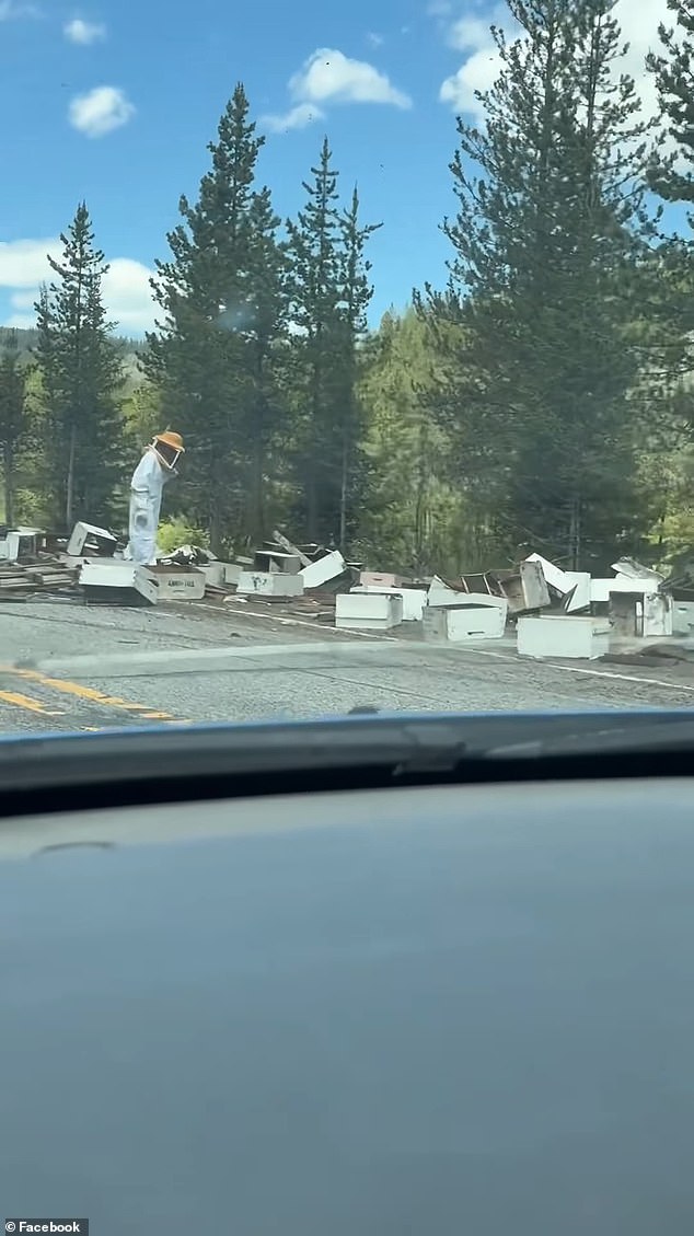 250 million bees on the loose in Yellowstone nightmare