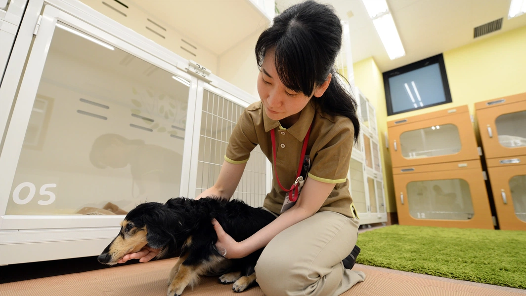 Recognizing subtle signs your dog is nearing the end